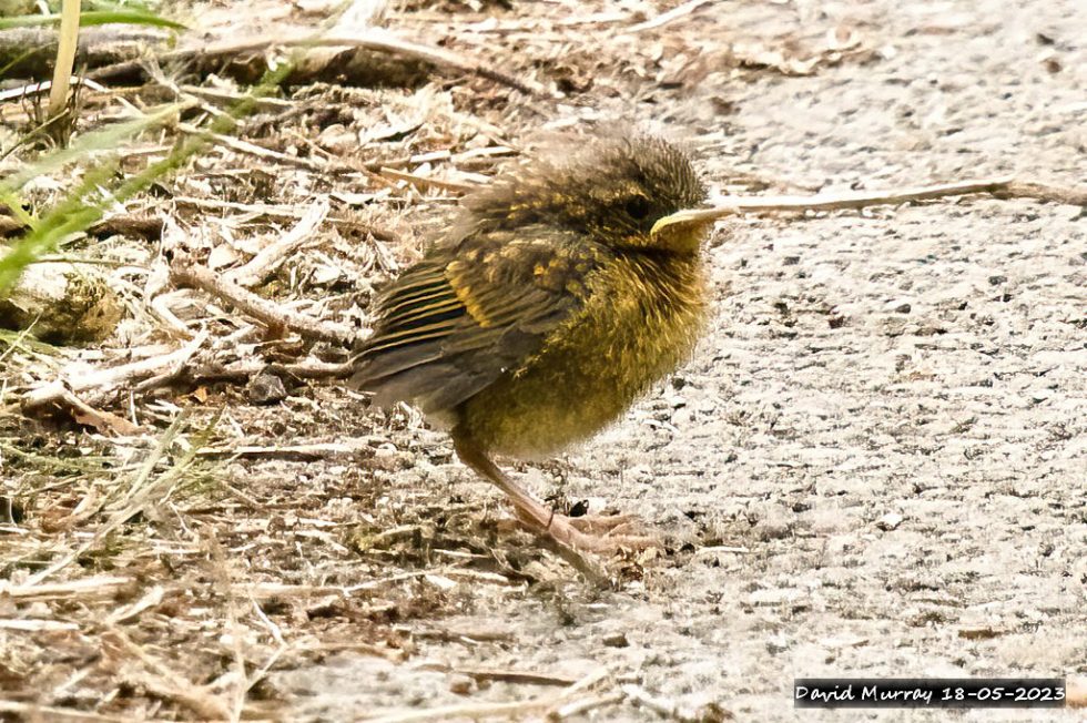 A Baby Robin Story - Some Of My Birds