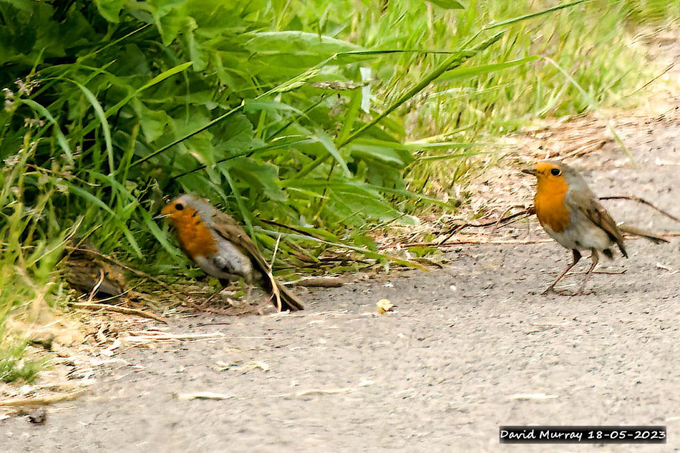A Baby Robin Story - Some Of My Birds