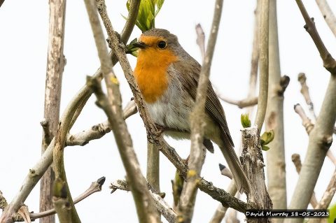A Baby Robin Story - Some Of My Birds