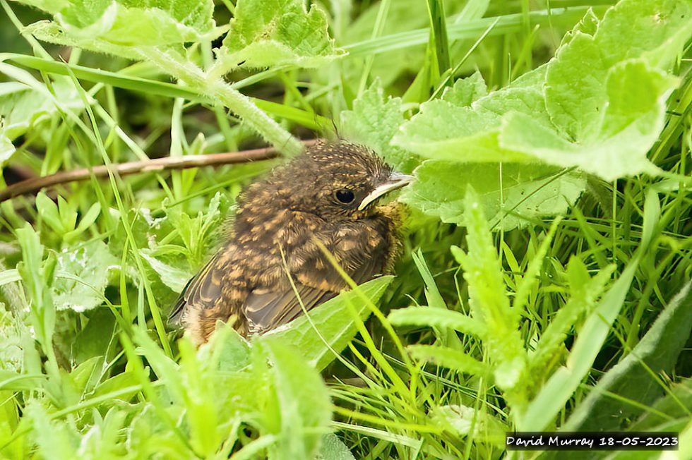 A Baby Robin Story - Some Of My Birds